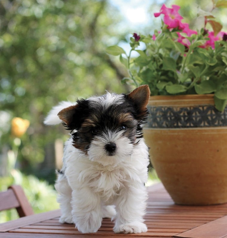 Litter Size and the Singleton Puppy – Showsight Magazine