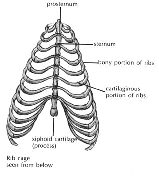 Floating Rib In Dogs
