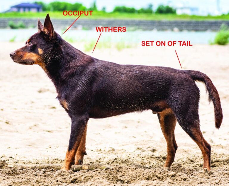 A Closer Look at the Canine Spine – Showsight Magazine
