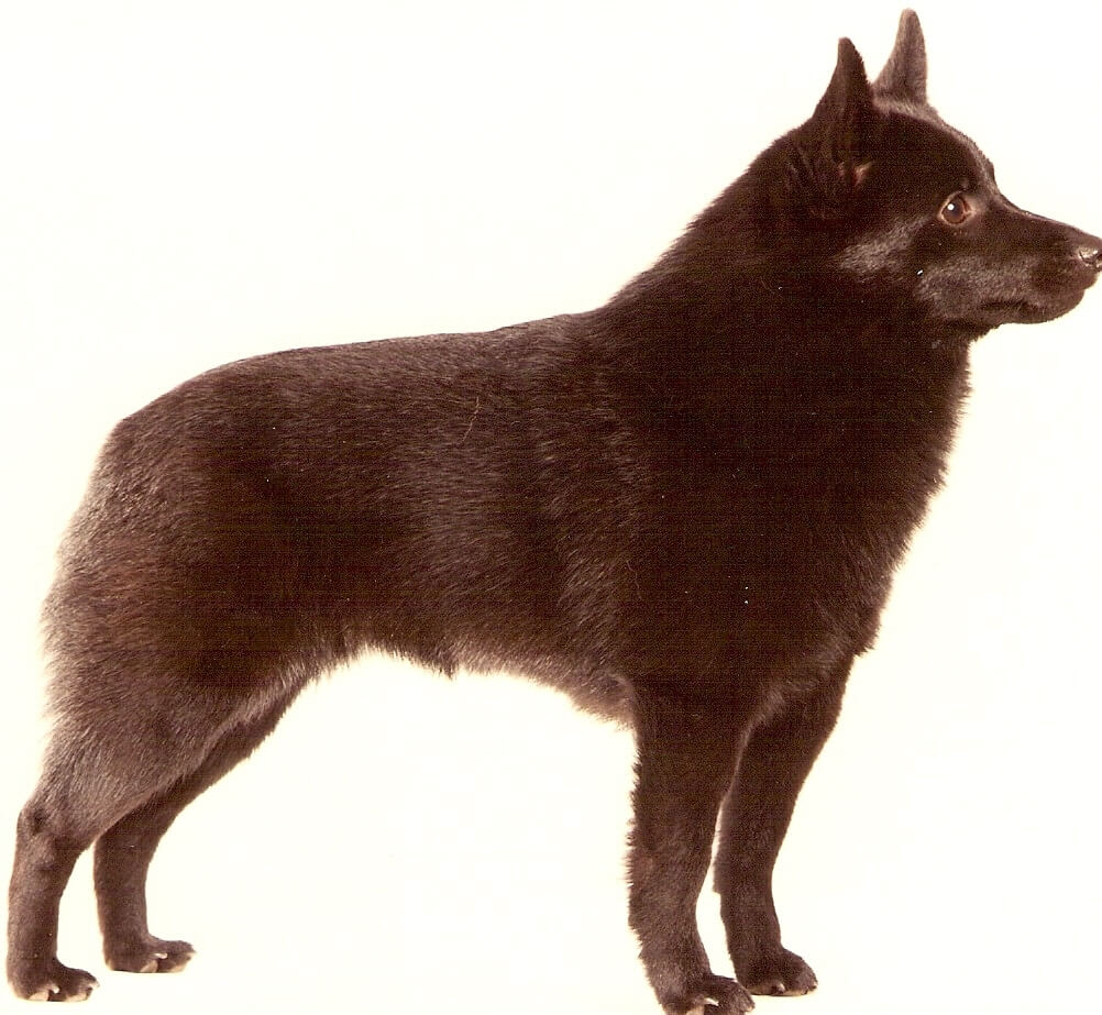 Schipperke Dog
