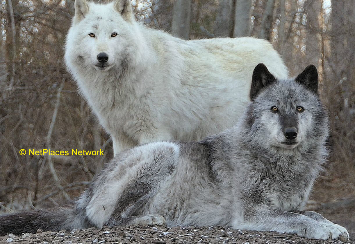 Preserving The Wild Wolf – Showsight Magazine