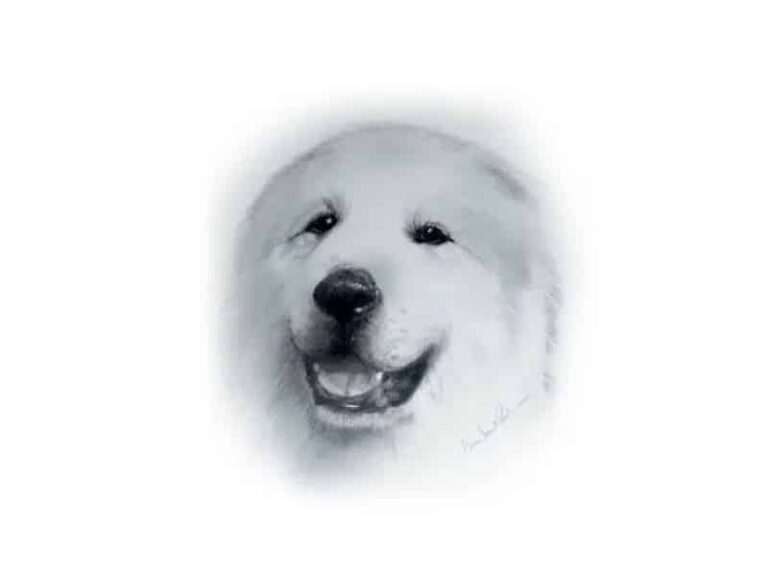 Elegance in the Great Pyrenees Head – Showsight Magazine