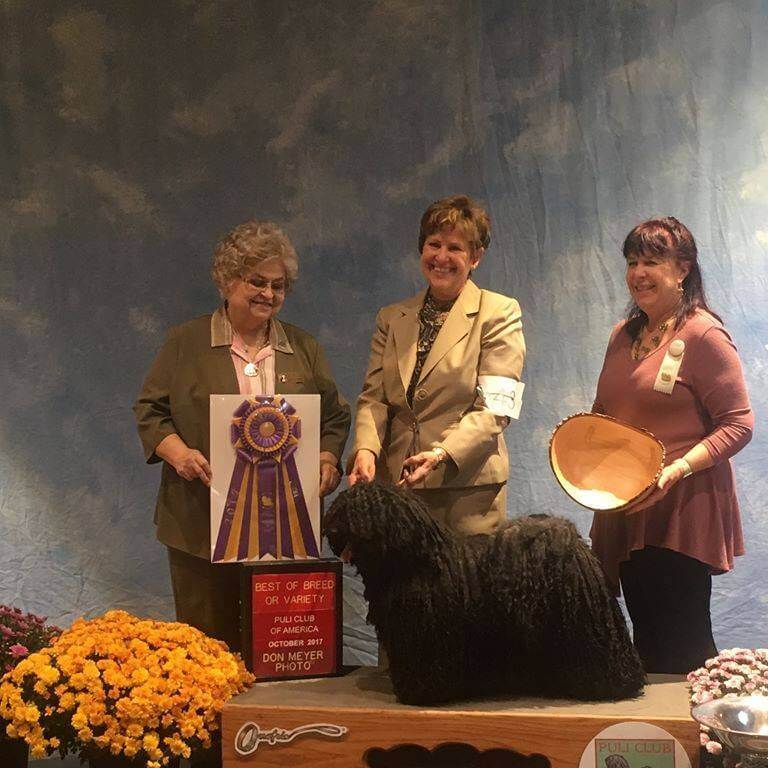 Insights from Herding Group Judge Barbara Pessina – Showsight Magazine