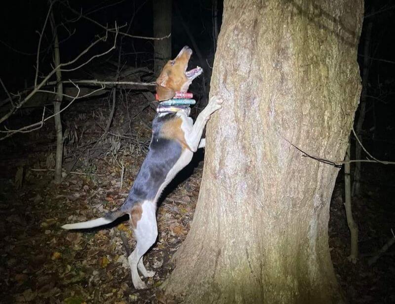 Coonhound Nite Hunts, Bench Shows, Field Trials & Water Races