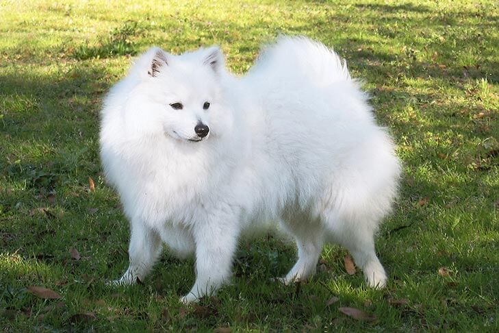 Volpino Italiano – Showsight Magazine