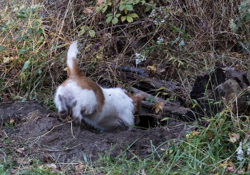 Montgomery & the National Earthdog Test – Showsight Magazine