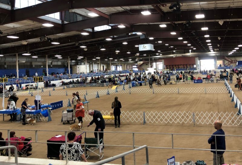 Fiesta Dog Show 2022 | Scottsdale, AZ – Showsight Magazine