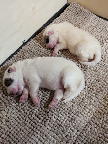Puppy School: Raising Super Puppies to Become Super Dogs – Showsight ...