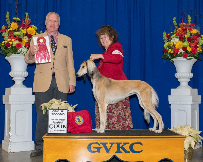 The Saluki - Hunter Function Gives Breed Form – Showsight Magazine