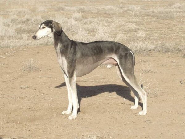 The Saluki Who Came Through Time – Showsight Magazine