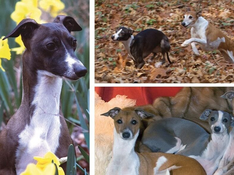 Red Italian Greyhound Puppy