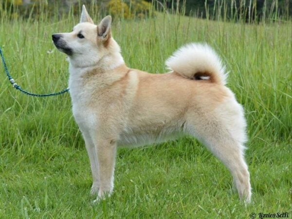 Norwegian Buhund: Overview of the Breed – Showsight Magazine