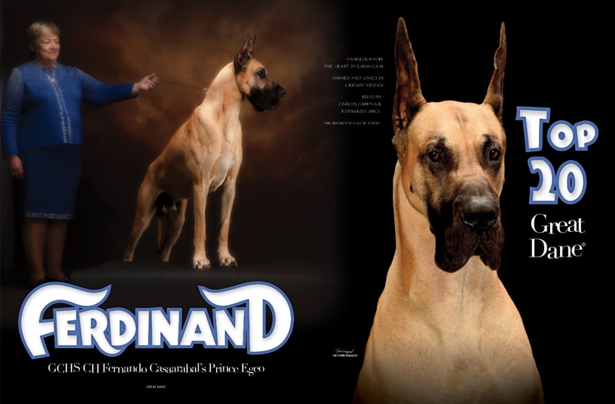 Showsight Magazine | Dog Shows & Show Dogs | News & Info