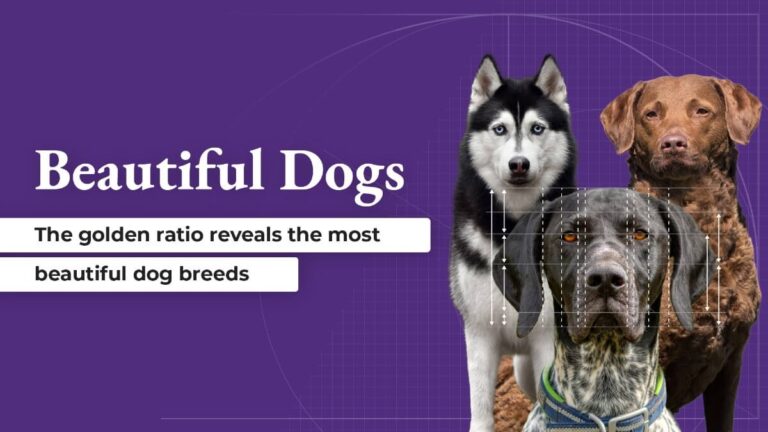 Beautiful Dogs: Most Beautiful Dog Breeds by Golden Ratio – Showsight ...