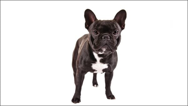 French Bulldog Remains America’s Most Popular Pup for the Fourth Year ...
